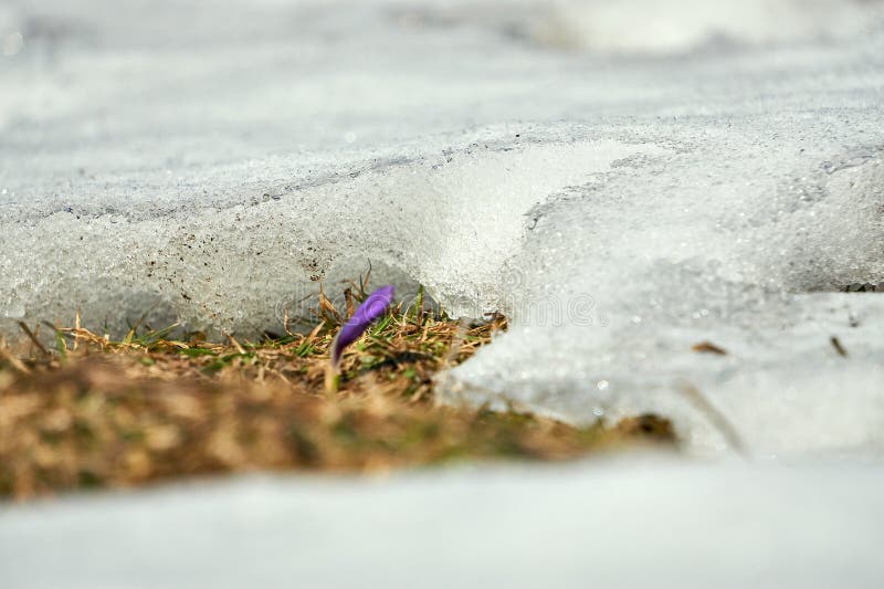The Melting of the Snow on the Fields in Early Spring Stock Image ...
