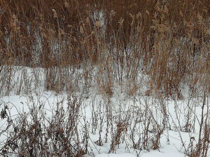 Snow on the Fields in Early Spring Stock Photo - Image of ground ...