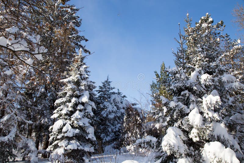 Snow filled pine trees stock image. Image of winter, canada - 80519535