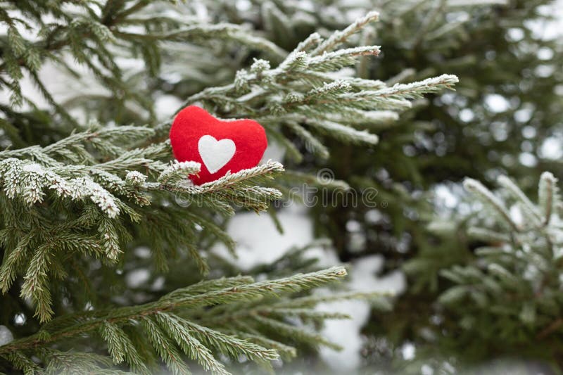 Snow Fir Branch in Forest. Red Heart in Snow Stock Image - Image of ...