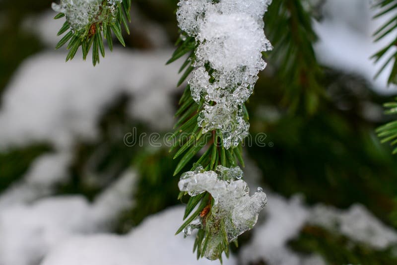 Snow on Fir Tree Branches, in the Forest Stock Image - Image of leaf ...