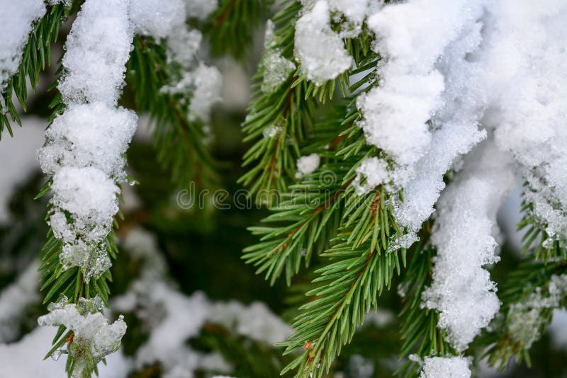 Snow on Fir Tree Branches, in the Forest Stock Photo - Image of season ...