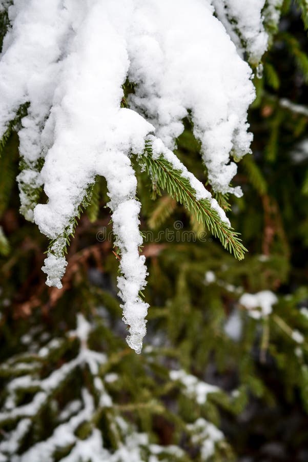 Snow on Fir Tree Branches, in the Forest Stock Photo - Image of closeup ...