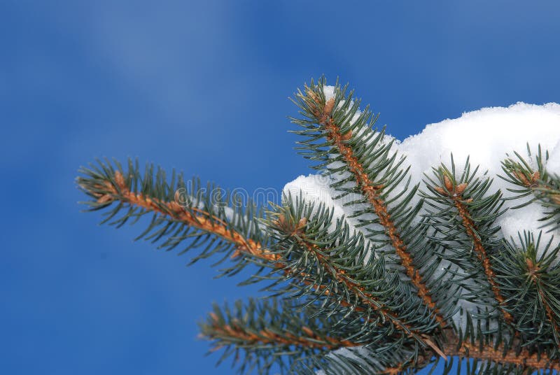 Snow on Fir Tree Close-up 3 Stock Image - Image of seasonal, cold: 1889197