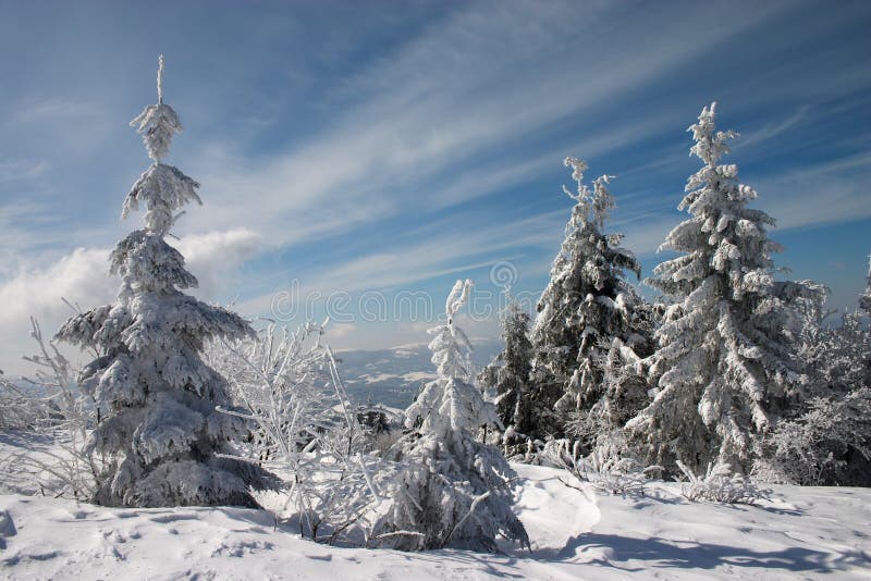 Snow fir trees stock image. Image of seasons, landscape - 1549035
