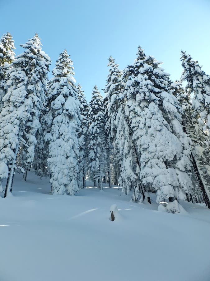 Snow fir trees stock image. Image of peak, tourist, carpathian - 52218639