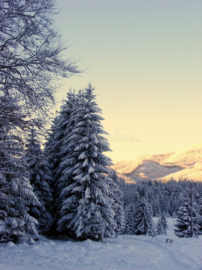 Snow fir in winter stock image. Image of plant, peace - 15133407
