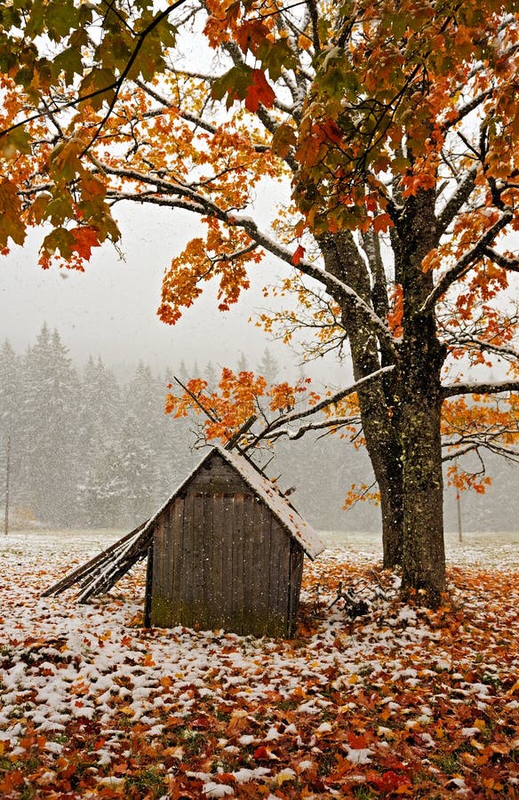 Snow stock photo. Image of water, yellowness, tree, maple - 35996868