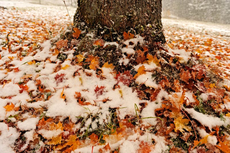 Snow stock image. Image of late, maple, water, autumn - 35996875