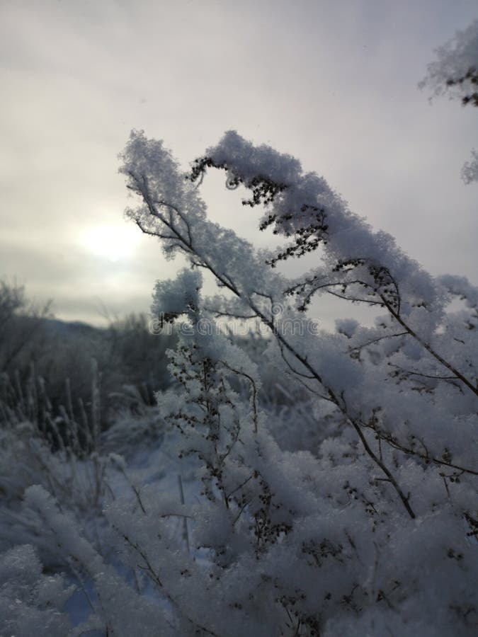 Snow flakes stock photo. Image of frost, blizzard, cð½ðµð¶ð½ñ‹ðµ ...