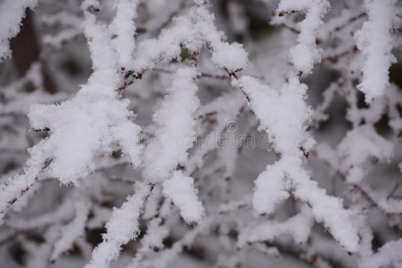 Snow Flakes and Crystals on a Tree Branch Stock Image - Image of tree ...