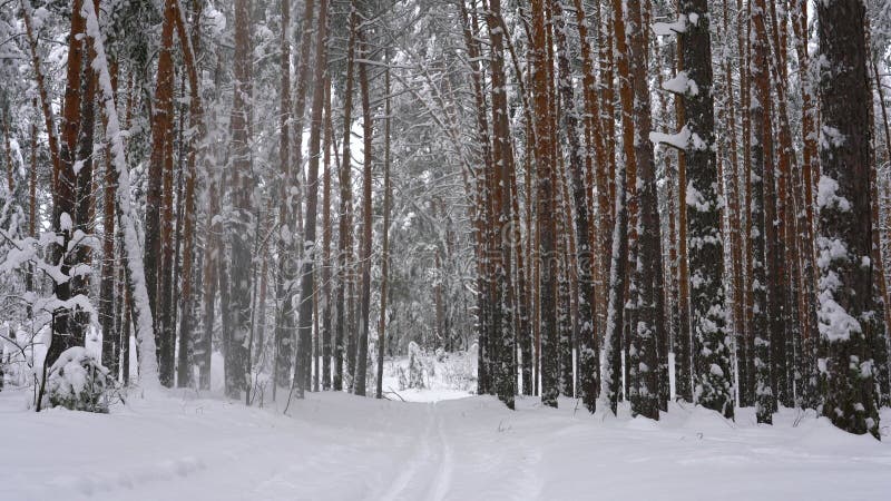 Snow Flakes Fall from Spruce Branches To the Ground after a Snowfall ...