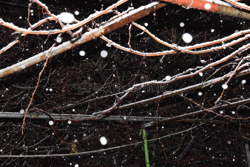 Snow Flakes Falling on the Tree Branches in the Winter Stock Image ...