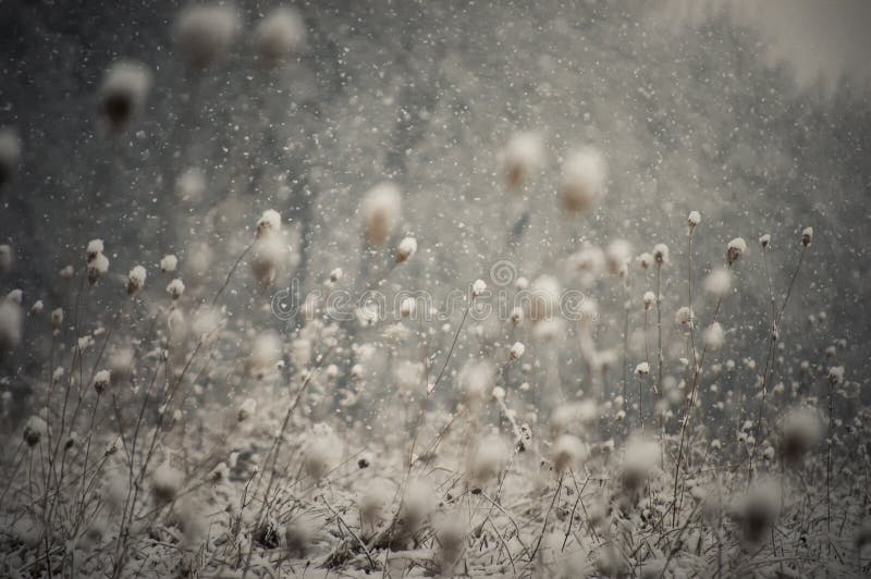 Snow Flakes Falling Over Landscape in Winter Stock Photo - Image of ...