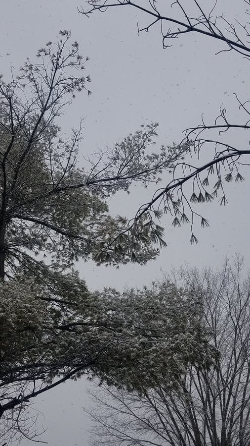 Snow flakes stock photo. Image of leafy, fall, trees - 171925252