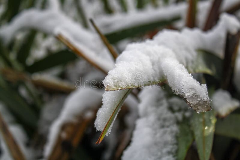 Snow on flax leaves stock photo. Image of twig, blizzard - 191352526