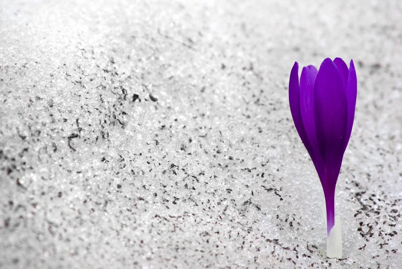 Snow Flower stock photo. Image of colorful, background - 15476798