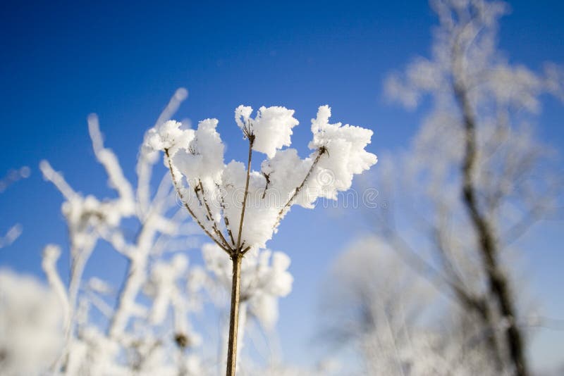 Flowers in snow stock image. Image of frozen, four, nature - 3323351