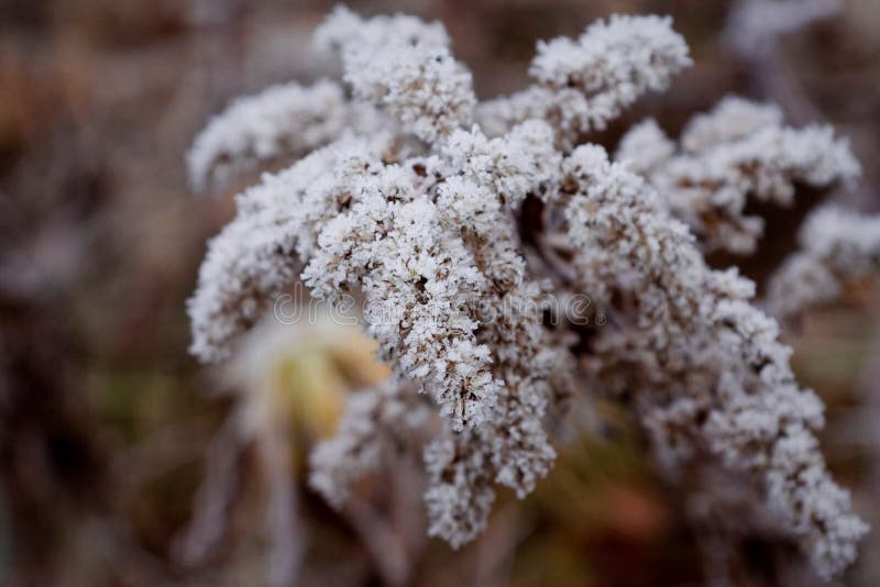 Snow flower stock image. Image of plant, winter, snow - 85142583