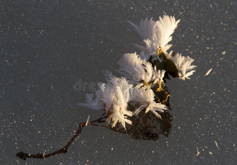 Snow flower stock image. Image of winter, canada, montreal - 49390595