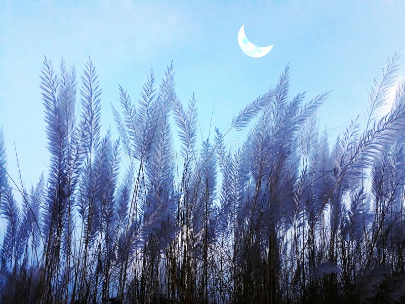 Snow Flower stock image. Image of kashfull, snow, flower - 160758201