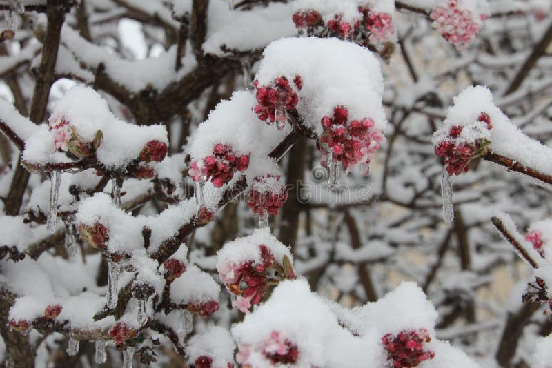 Snow flower stock photo. Image of snow, spring, fruit - 50824442