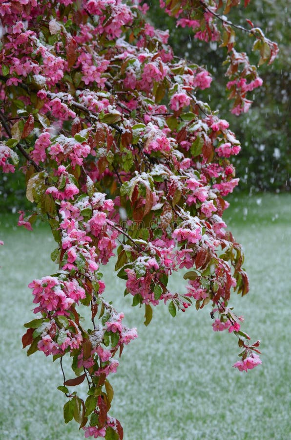 Snow on flowering tree stock image. Image of nature, time - 40819253