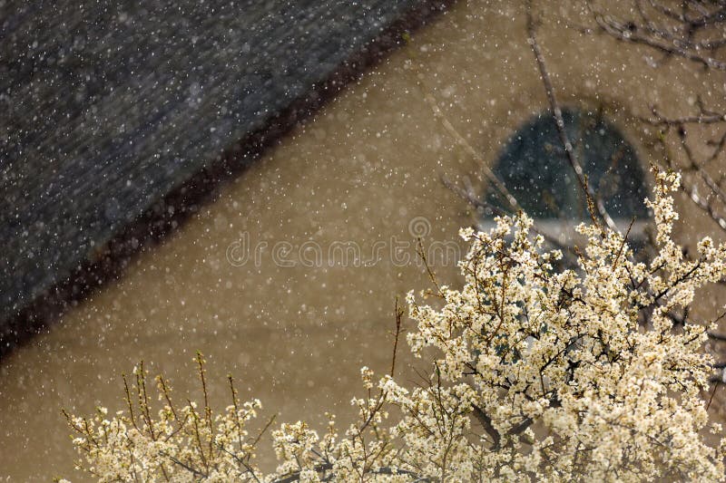 Snow and Flowering Trees in Early Spring. Spring Background with Copy ...