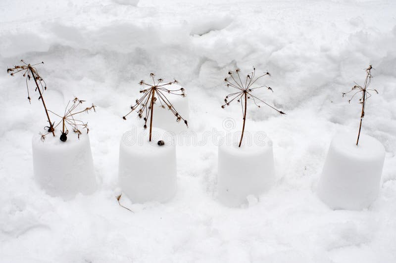 Snow flowers stock photo. Image of water, texture, freezing - 12909210