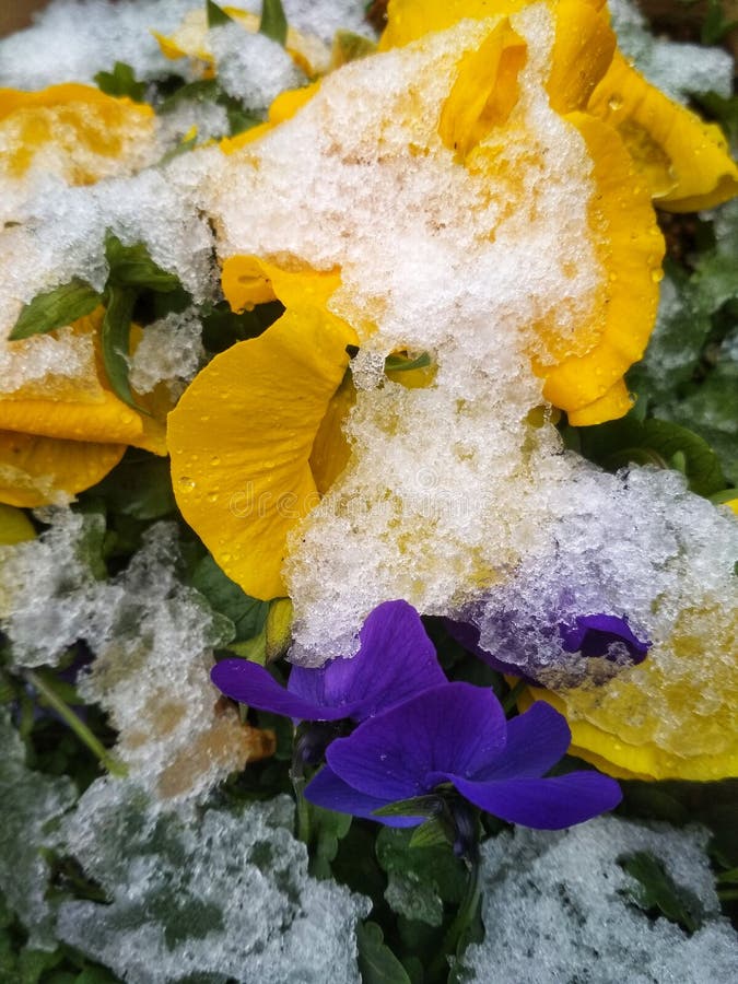 Snow on flowers stock photo. Image of flowers, food - 205862036