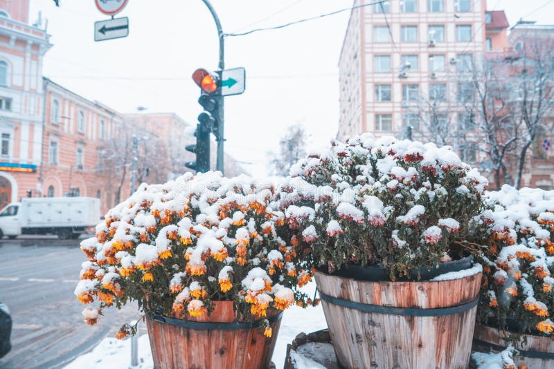 Snow on the Flowers in the Pot, Flower Pots on the Streets Stock Image ...