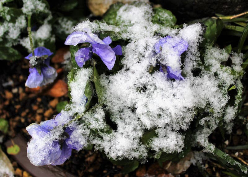 Snow on flowers stock photo. Image of botany, grass - 108854446