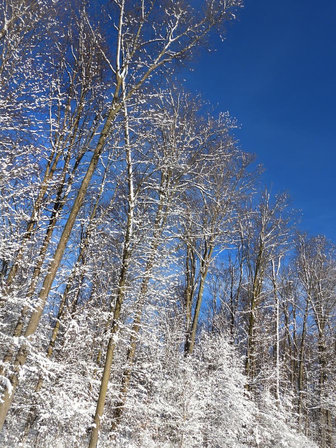 Winter Snow Fluff on High Elevation Trees after nor`easter Stock Image ...