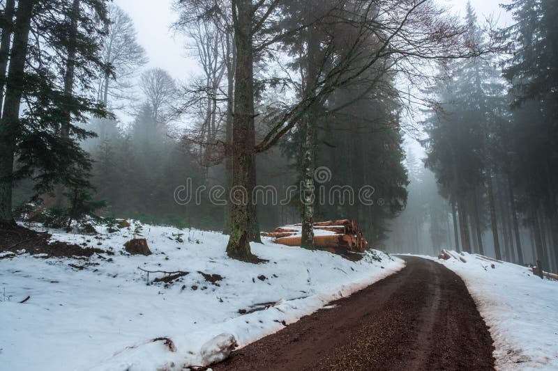 Snow and Fog in the Highlands of the Black Forest in Germany Stock ...
