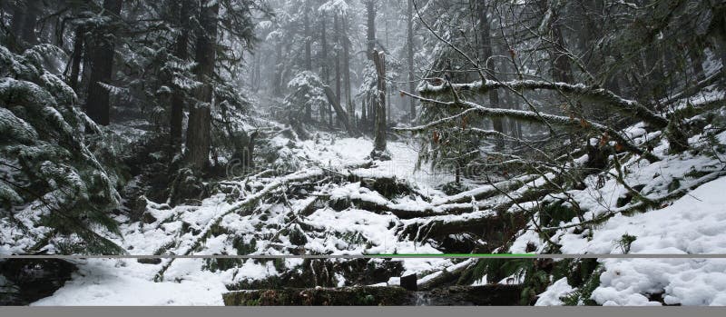Snow and Fog, a Scenic Forest Valley in Winter Stock Image - Image of ...
