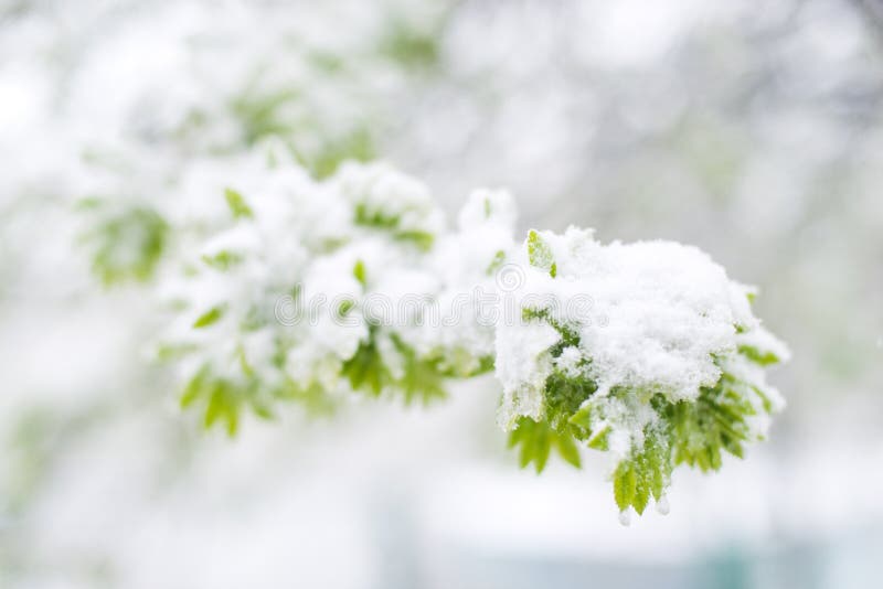 Snow on the foliage stock image. Image of macro, tree - 162610585