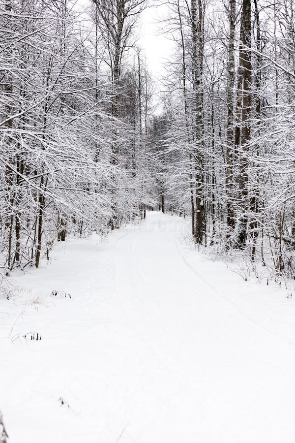 Snow Footpath in the Forest in Winter among the Trees. Stock Image ...