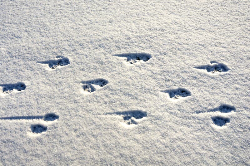 Snow footprints stock image. Image of tracks, fingerprints - 11381859