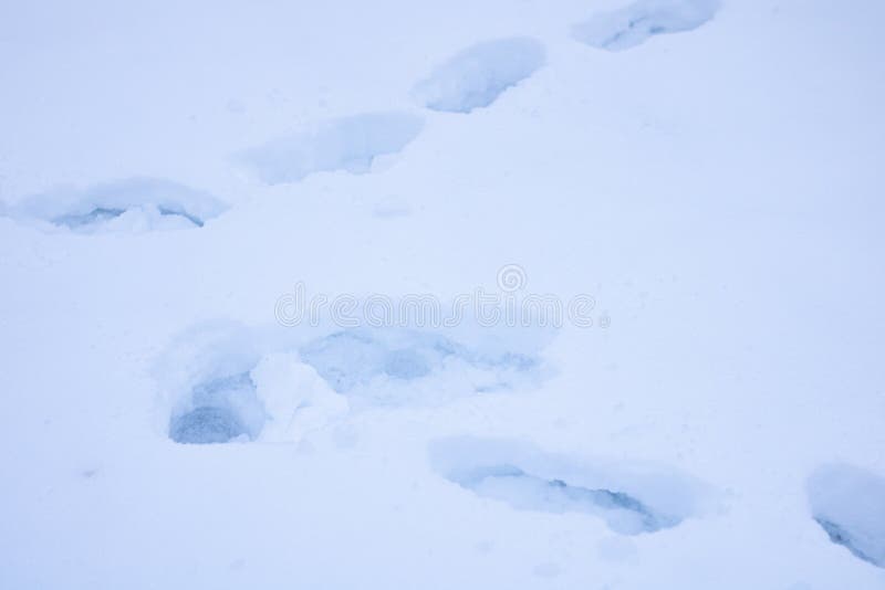 Snow Footprints from Boots on Large Snowdrifts Close-up Stock Photo ...