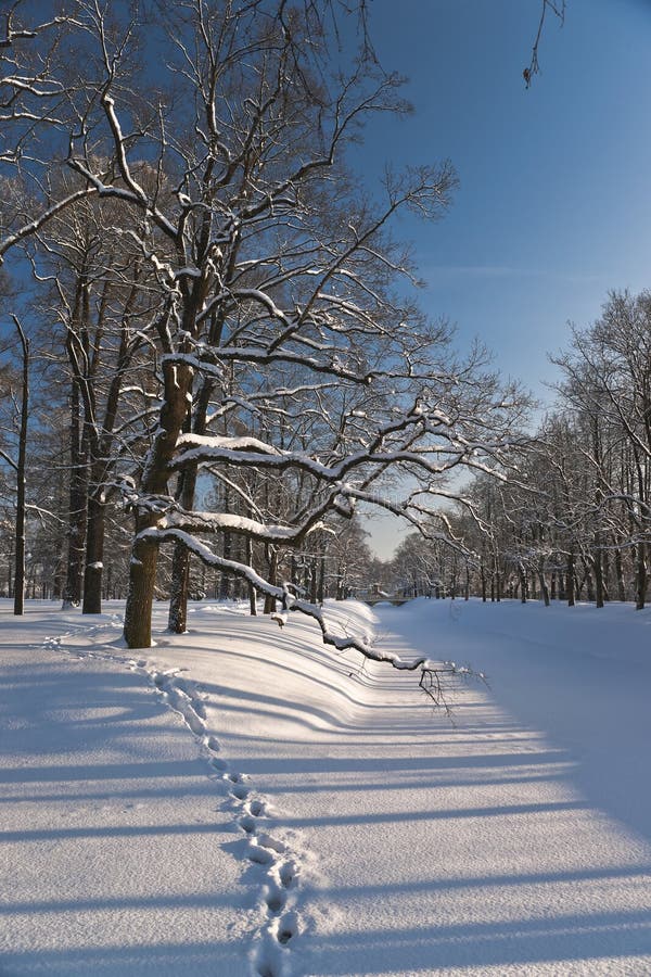 Snow footsteps vertical stock photo. Image of trees, nature - 23394696