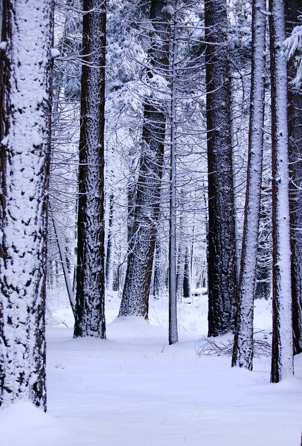 Snow in the forest stock image. Image of park, renown - 16694271
