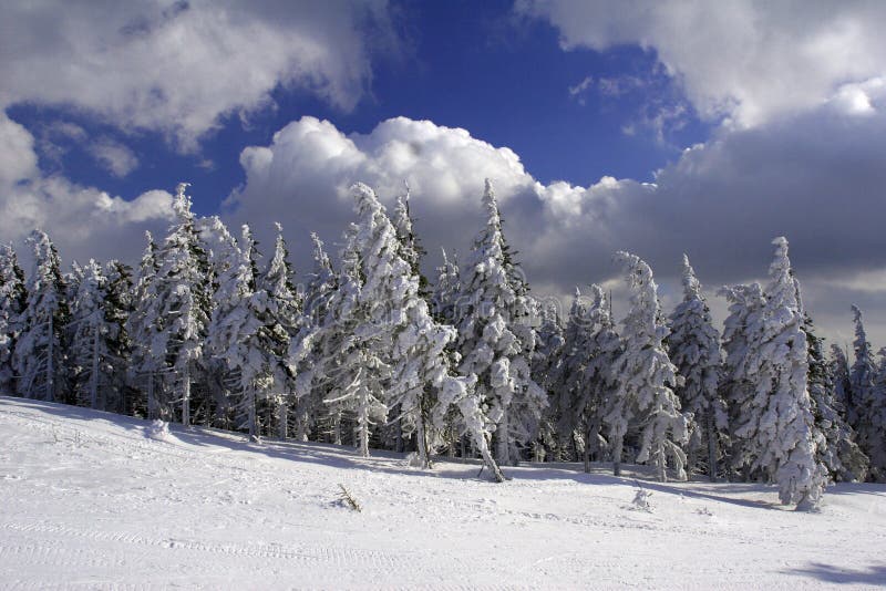 Snow and forest stock photo. Image of massif, cold, airspace - 2300382