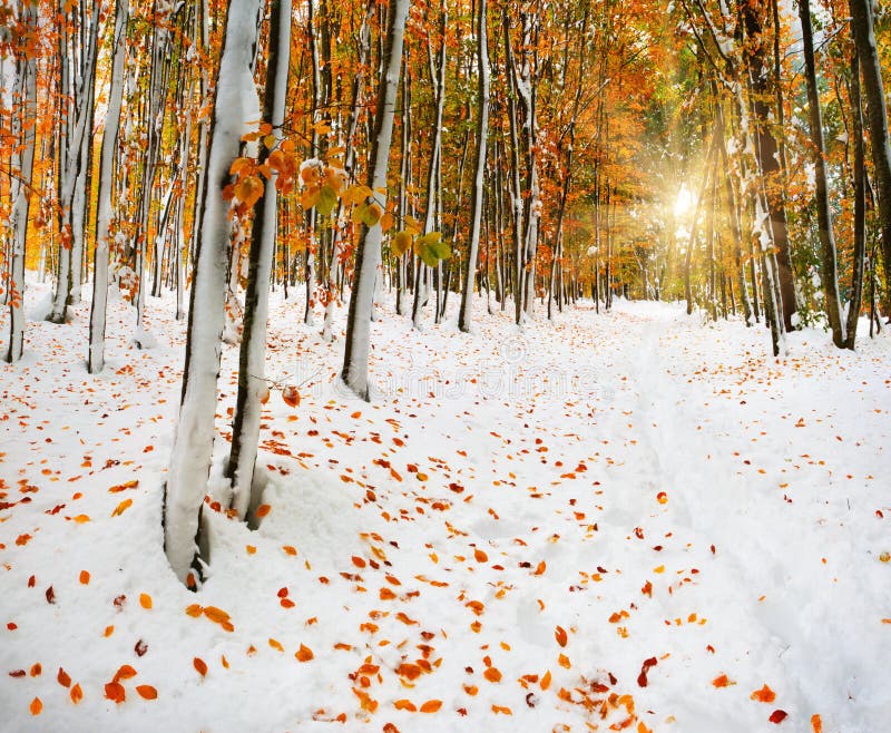Fall in the Country stock photo. Image of farmland, trees - 43443060