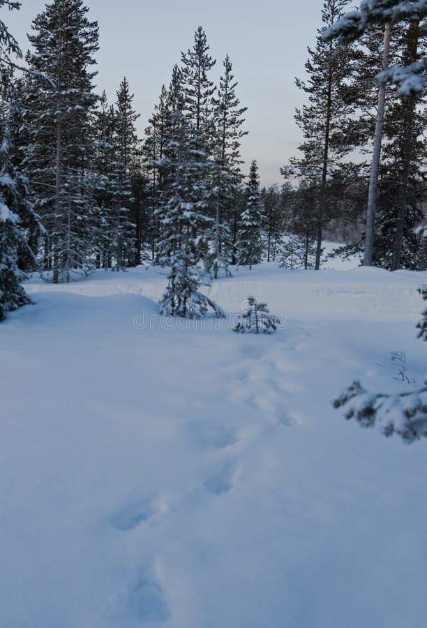 Snow forest stock image. Image of winter, spruce, cold - 7707507