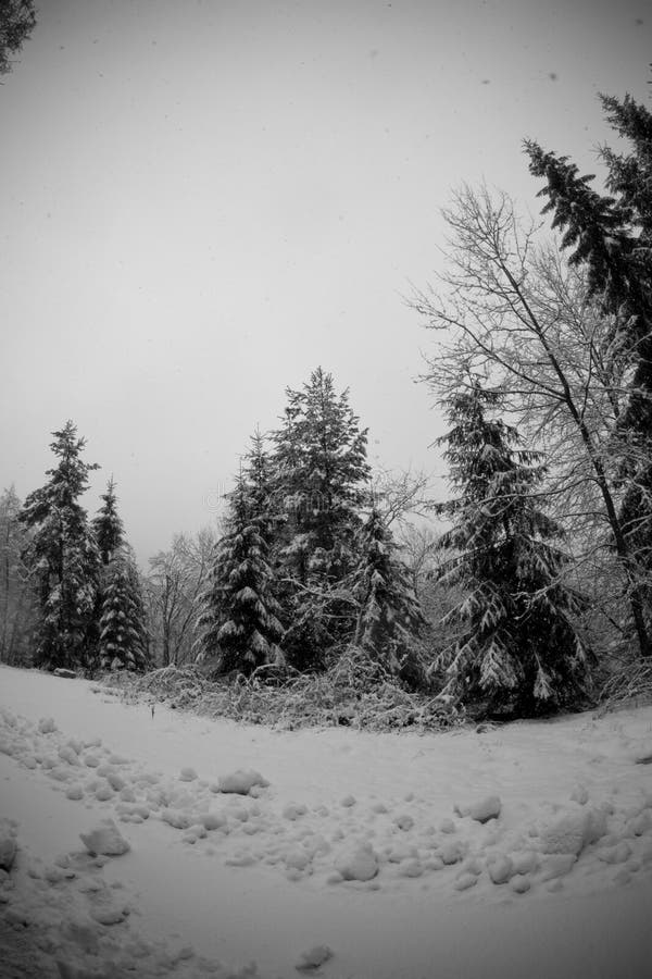 Snow forest stock image. Image of winter, forest, valley - 7896643