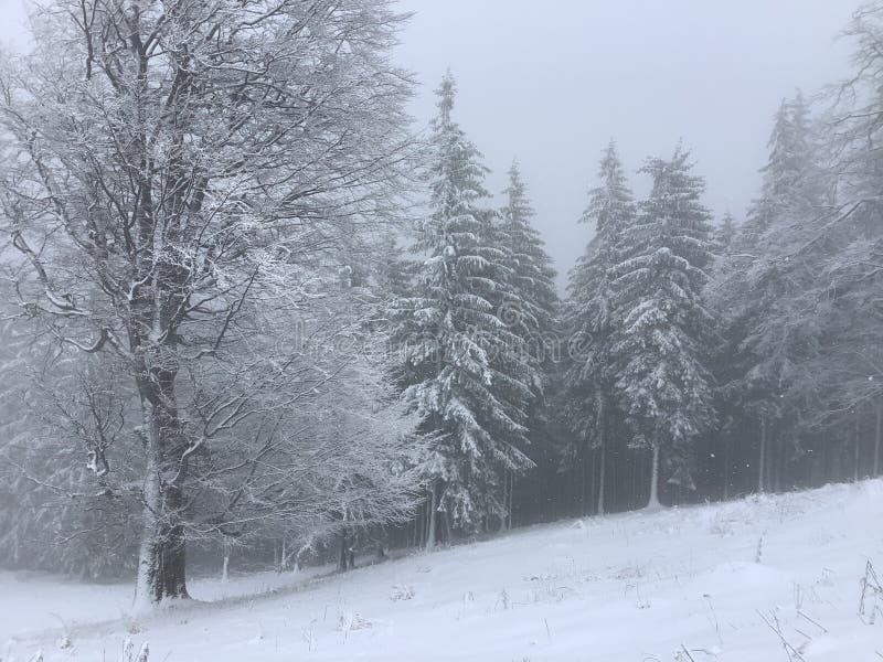 Forest Full of Snow in Full Snow Stock Photo - Image of frost, forest ...