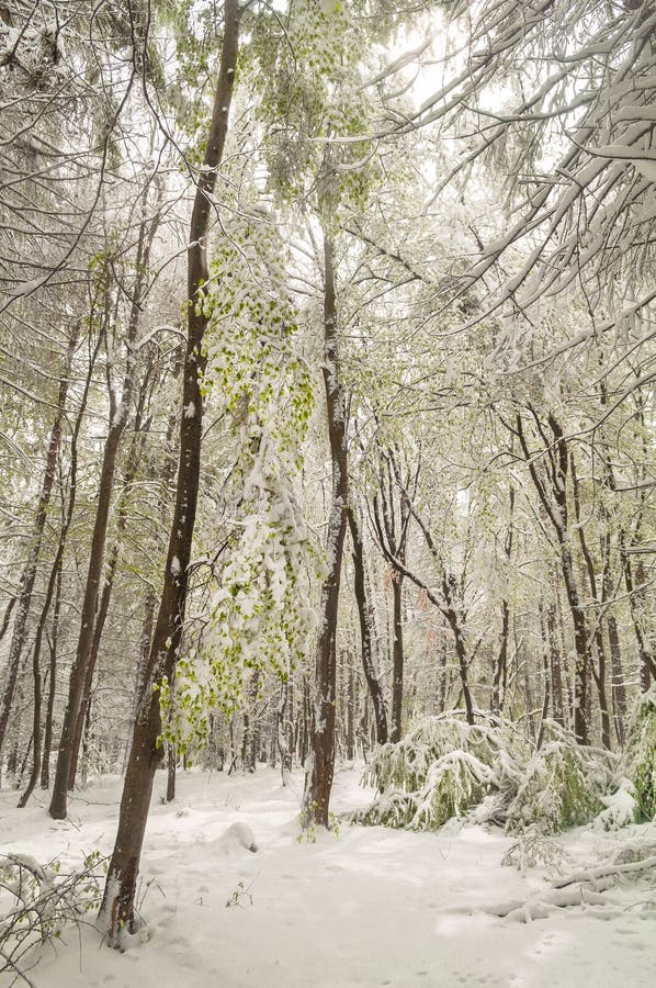 Snow Forest stock image. Image of snow, april, landscape - 92132461