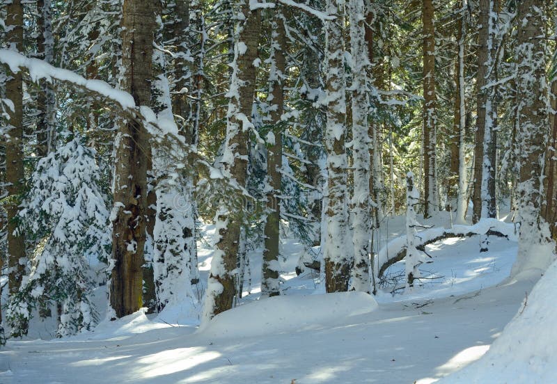 Snow forest stock photo. Image of shadows, frozen, beauty - 39117918