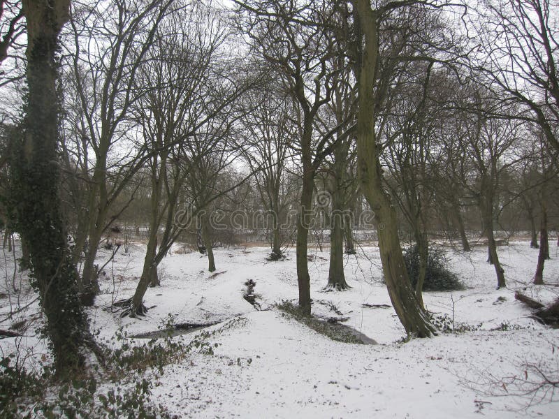 Cold Trees stock photo. Image of snow, winter, trees - 111117050