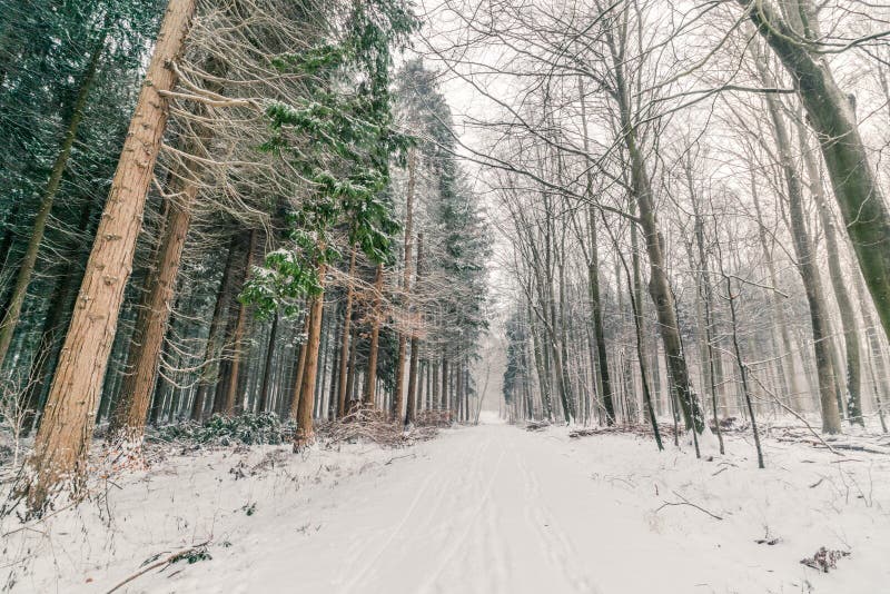 Snow in a Forest in Denmark Stock Photo - Image of branch, environment ...